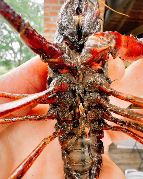 What's this dark stuff on the underbelly of Crawfish?